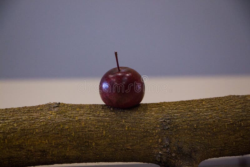 Apple on trunk stock photo. Image of sweet, fruits, diet - 126431620