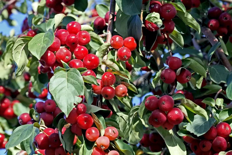 Wild Red Apples On A Branch With Green Leaves. Closeup Stock Image ...