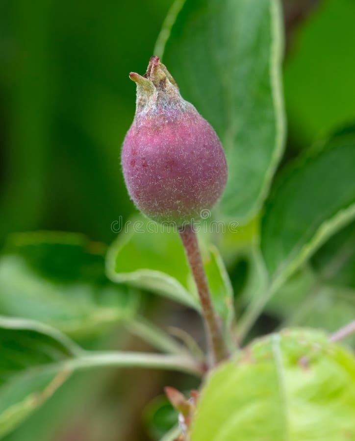 Little Red Apples in the Garden Stock Image - Image of young ...