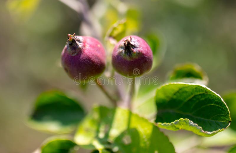 Little Red Apples in the Garden Stock Image - Image of black, farming ...
