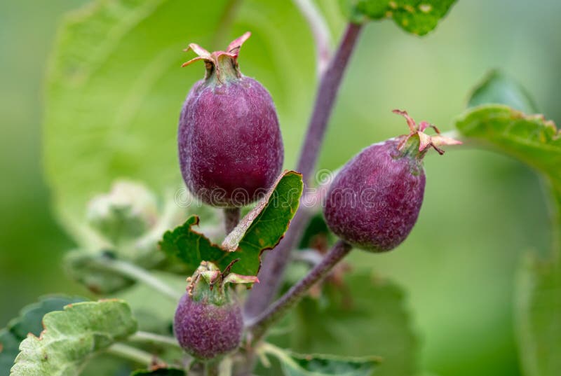 Little Red Apples in the Garden Stock Photo - Image of outdoor, macro ...