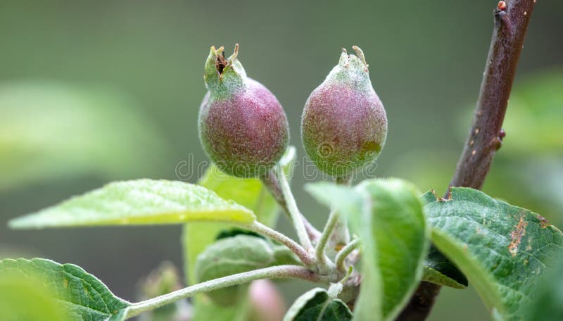 Little Red Apples in the Garden Stock Photo - Image of copyspace, juicy ...