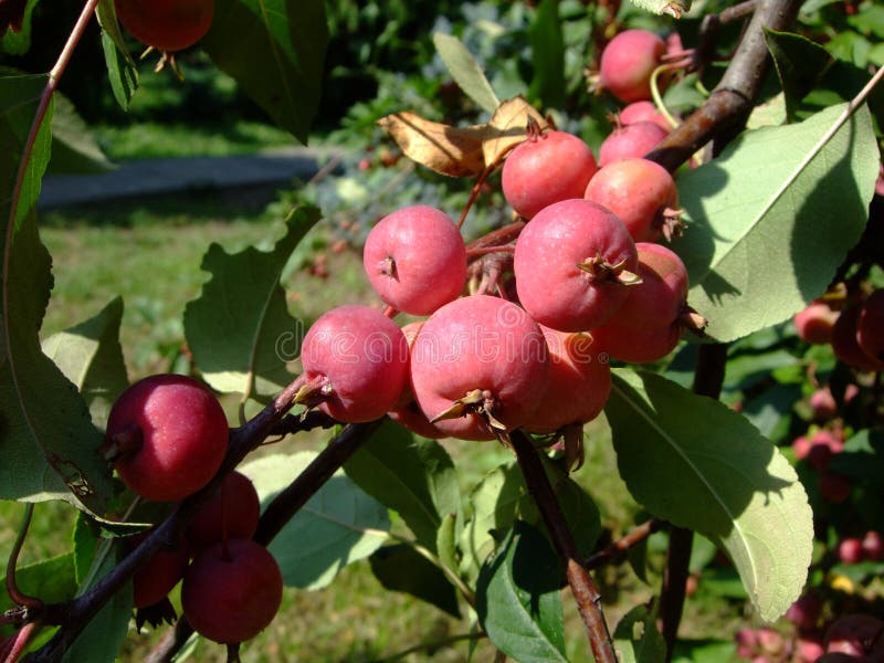 Little Red Apples Grow on Branch among Leaves Stock Photo - Image of ...