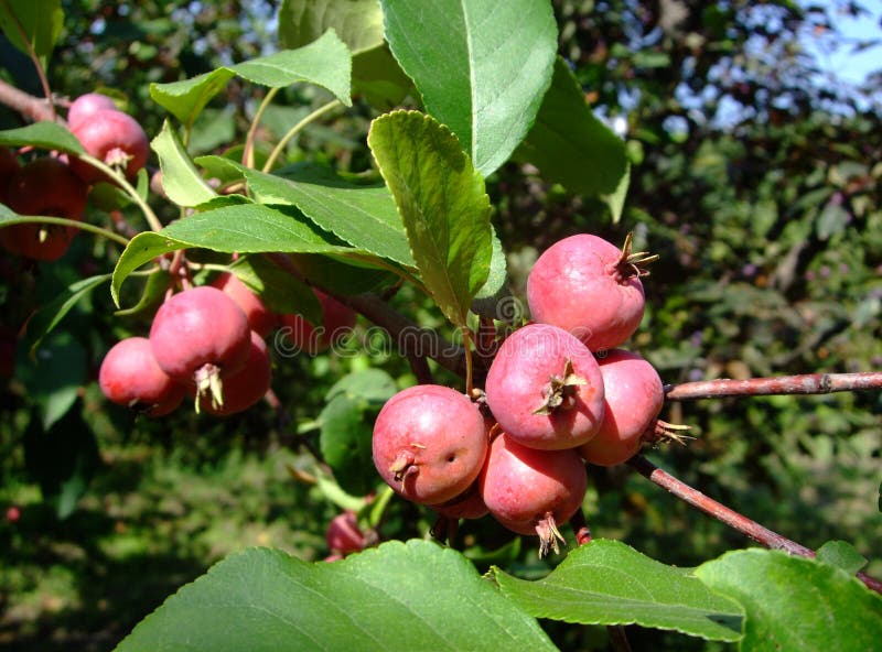 Little Red Apples Grow on Branch among Leaves Stock Photo - Image of ...