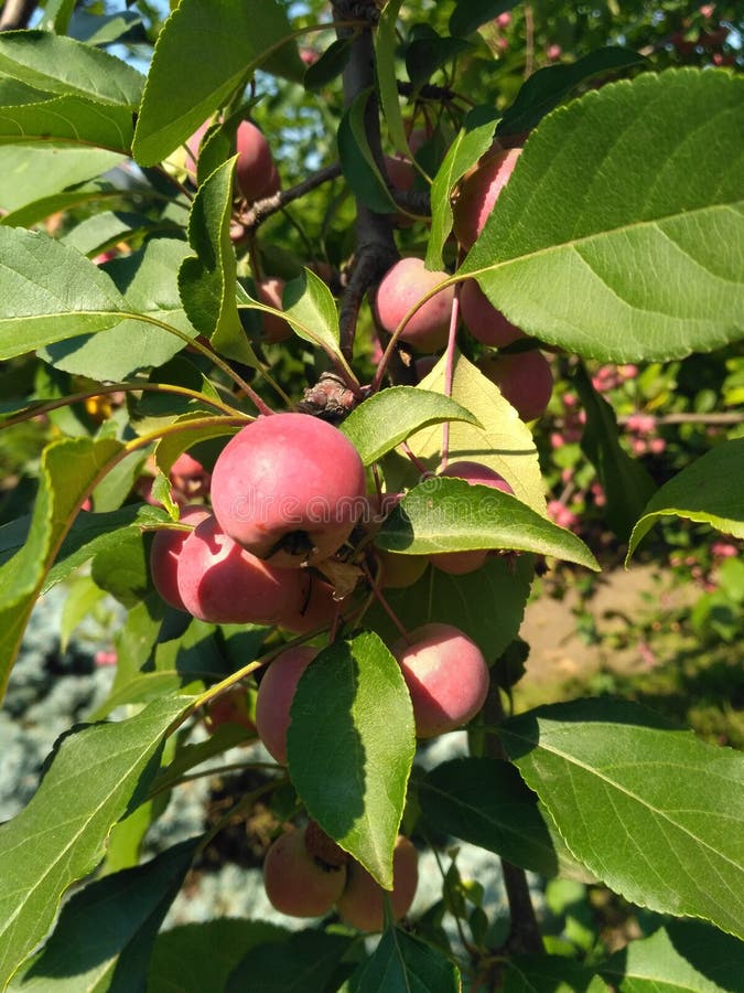 Little Red Apples Grow on Branch among Leaves Stock Photo - Image of ...
