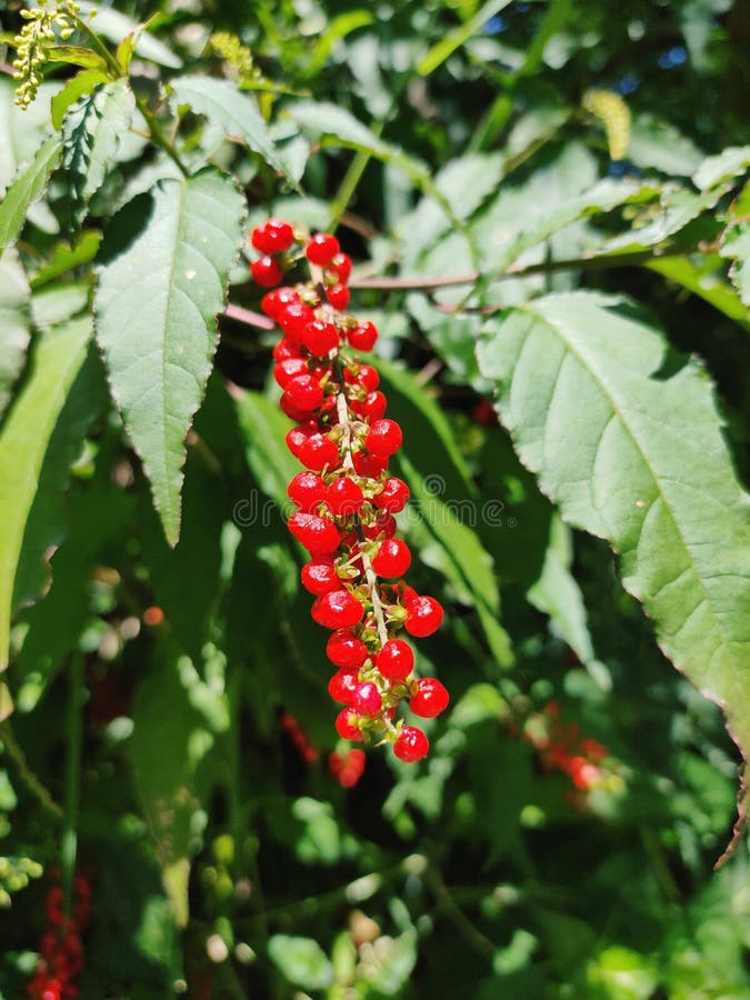 Little red beans stock photo. Image of nature, leaf - 216650650