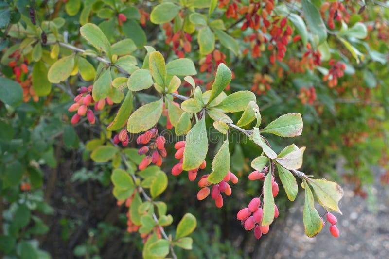 Little Red Berries in the Leafage of Berberis Vulgaris Stock Photo ...
