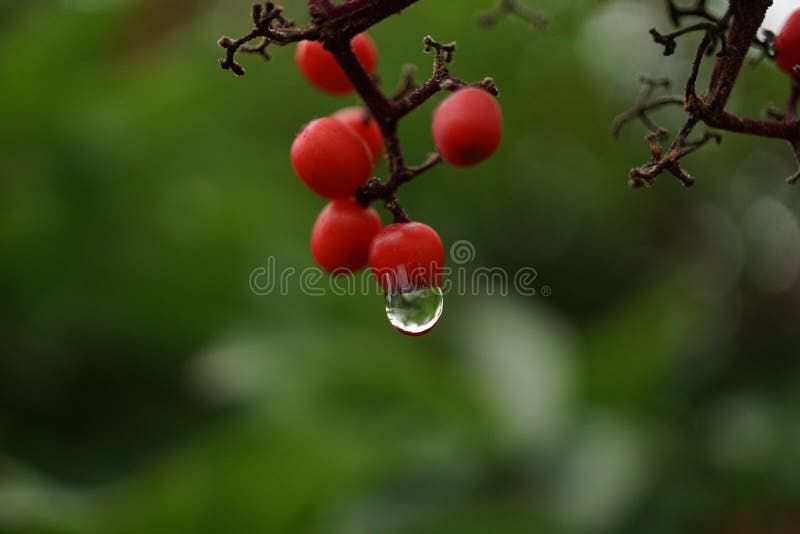 Little Red Berries after Rain Stock Photo - Image of flower, tree ...