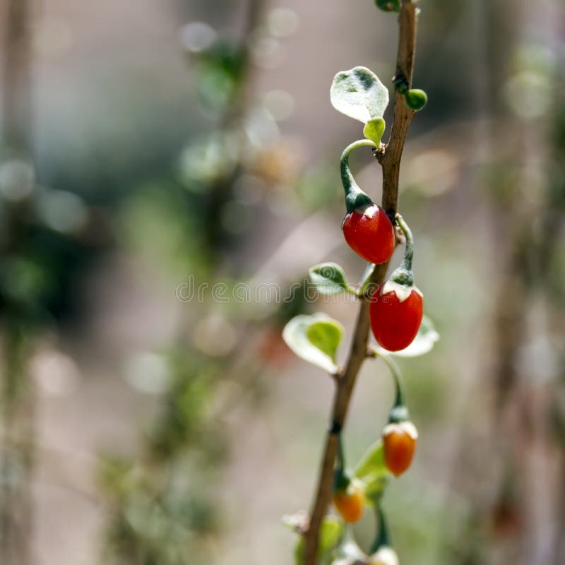 Little Red Berries on a Stem with Leaves Stock Image - Image of growth ...