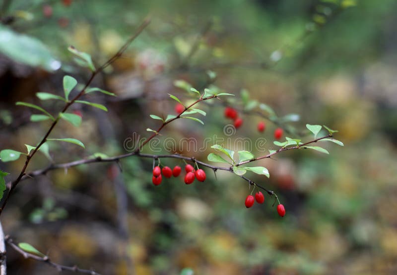 Little red berries stock image. Image of little, field - 82417227