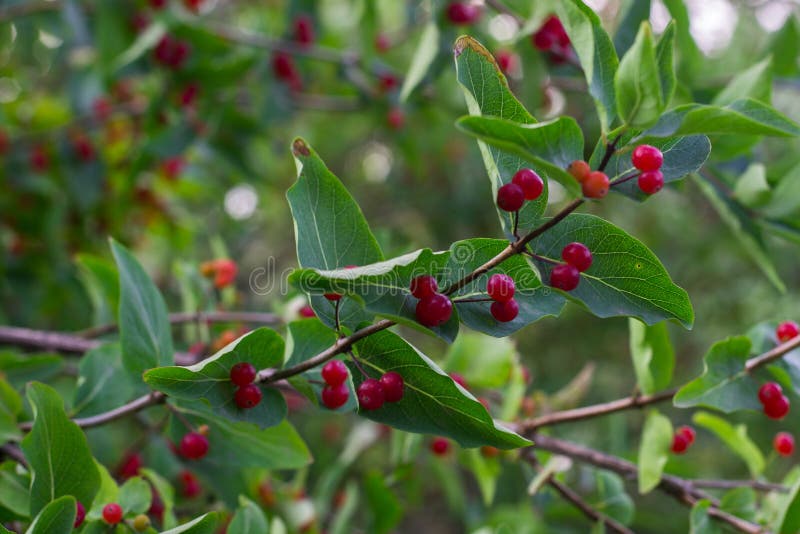 Little Red Berry on the Shrub Stock Image - Image of fruit, suecica ...