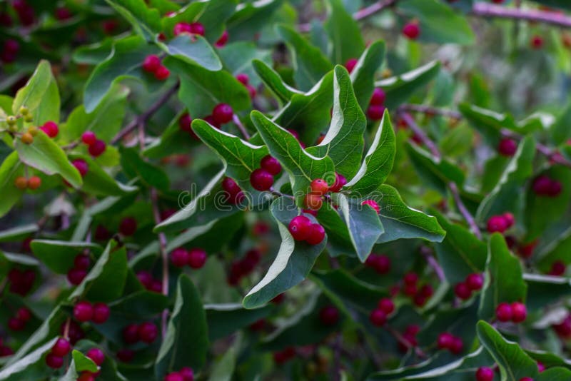 Little Red Berry on the Shrub Stock Image - Image of shrub, small: 73227767