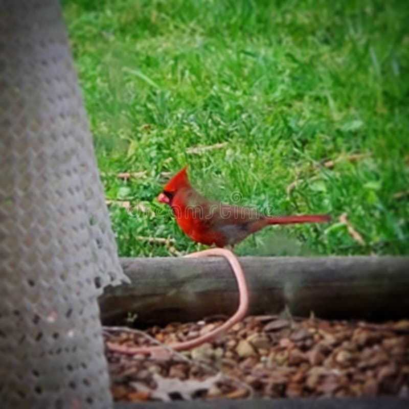 Little Red Bird stock image. Image of little, green - 182496127