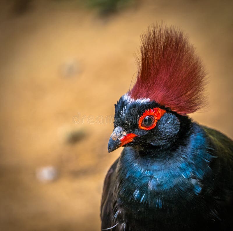 Little Red Bird with Red Hair Stock Image - Image of colorful, macaw ...