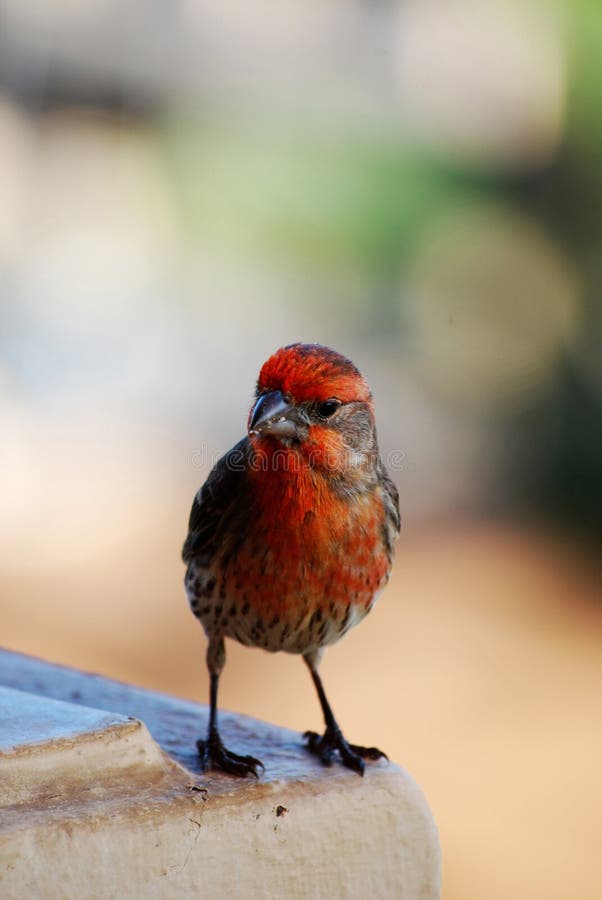 Little Red Bird Standing and Looking Around Stock Image - Image of wild ...