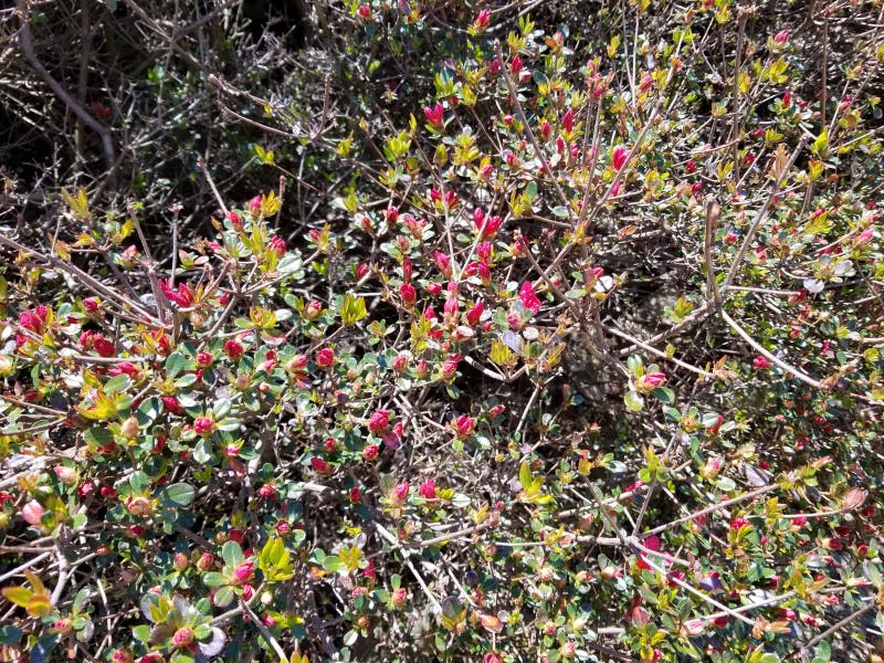Little Buds stock image. Image of spring, bush, little - 115558997