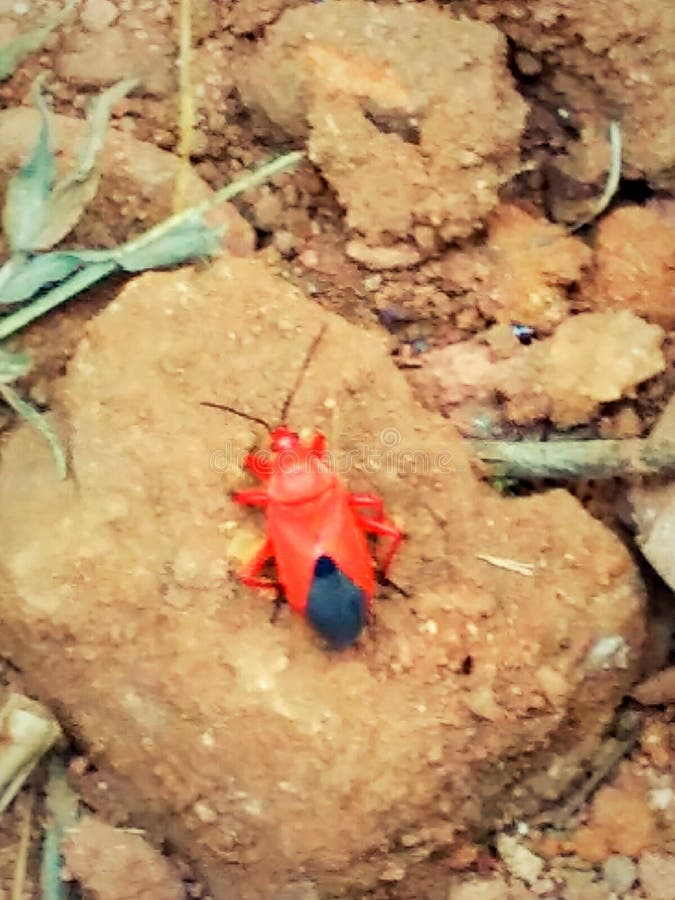 Little red bug stock image. Image of beautiful, india - 102718779