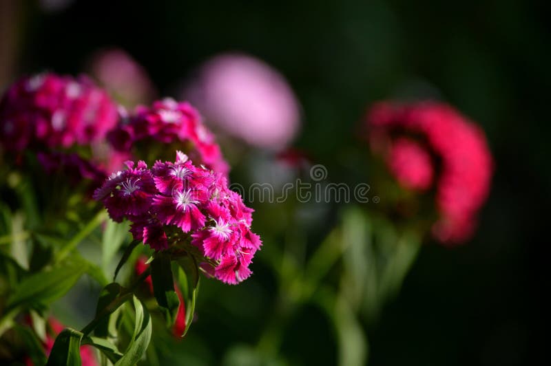 Little Red Carnations on the Terrace Stock Photo - Image of nature ...