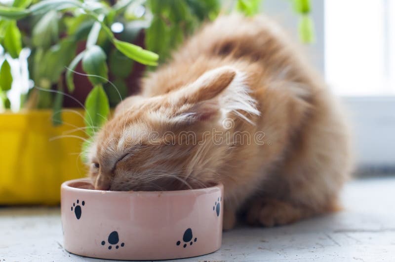 Little Red Cat Eats Food from a Bowl Stock Image - Image of small ...