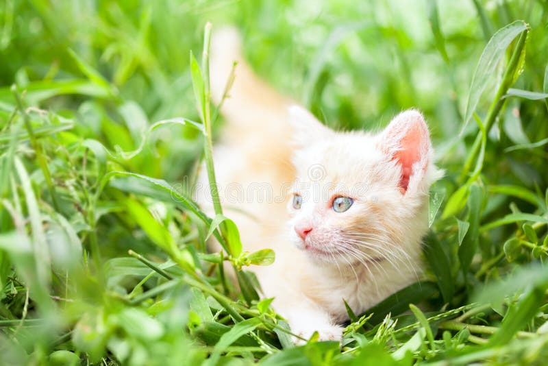 Little red cat stock photo. Image of field, mammal, meadow - 42905376