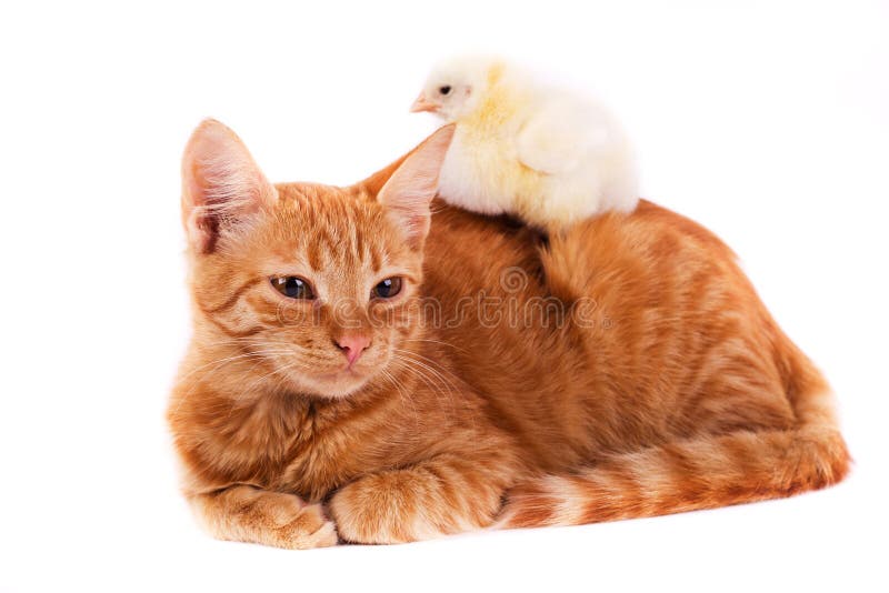Kitten and baby chick stock photo. Image of beak, chicken - 2768456