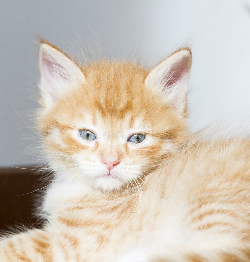 Little Red Cat of Siberian Breed at Two Months on the Scratching Stock ...
