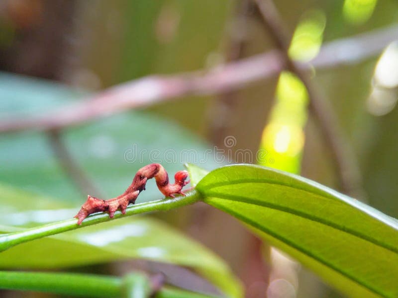 Little Red Caterpillar Crawling on Leaf Stem Stock Photo - Image of ...