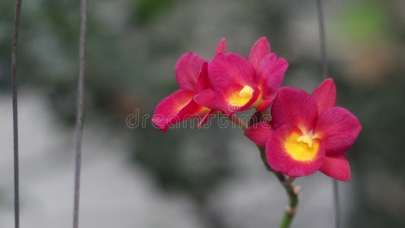 Little Red Cattleya Flowers in the Wind Stock Footage - Video of nature ...