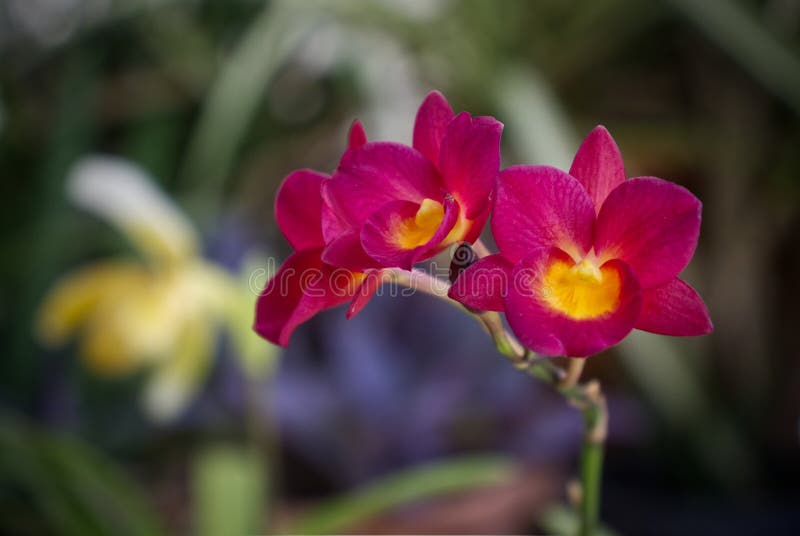 Little Red Cattleya Flowers Wind Stock Photos - Free & Royalty-Free ...