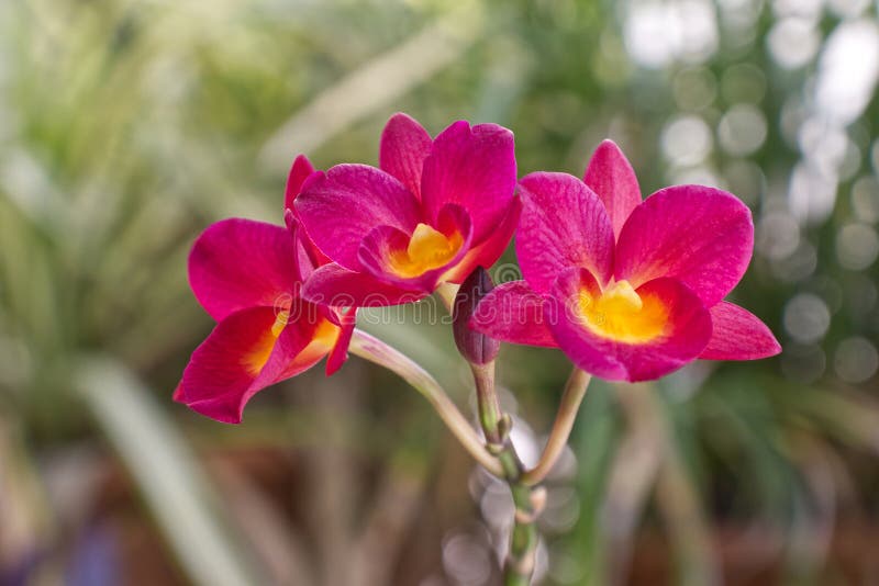 Little Red Cattleya Flowers in the Wind Stock Image - Image of natural ...
