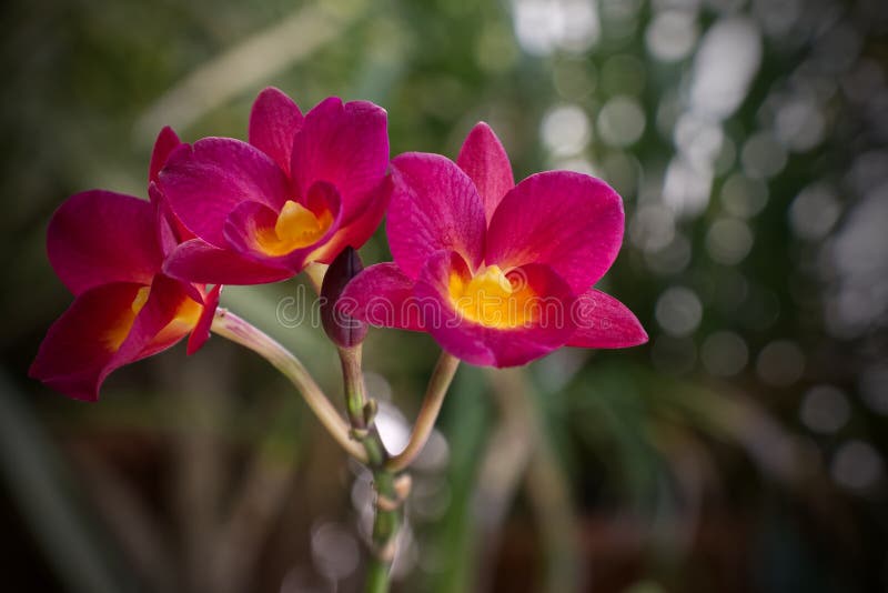 Little Red Cattleya Flowers in the Wind Stock Photo - Image of tropical ...