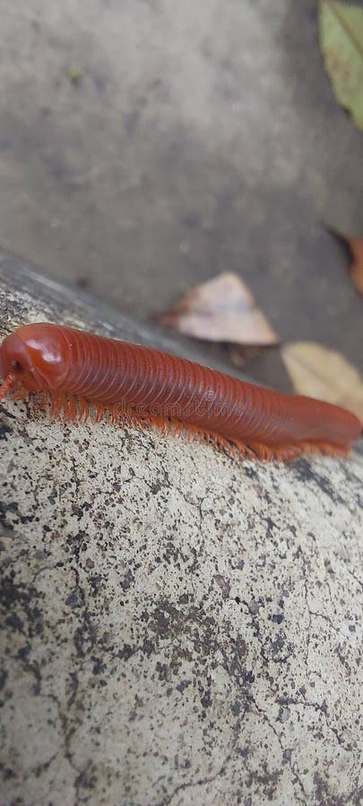 Little red centipede stock image. Image of wildlife - 261714701