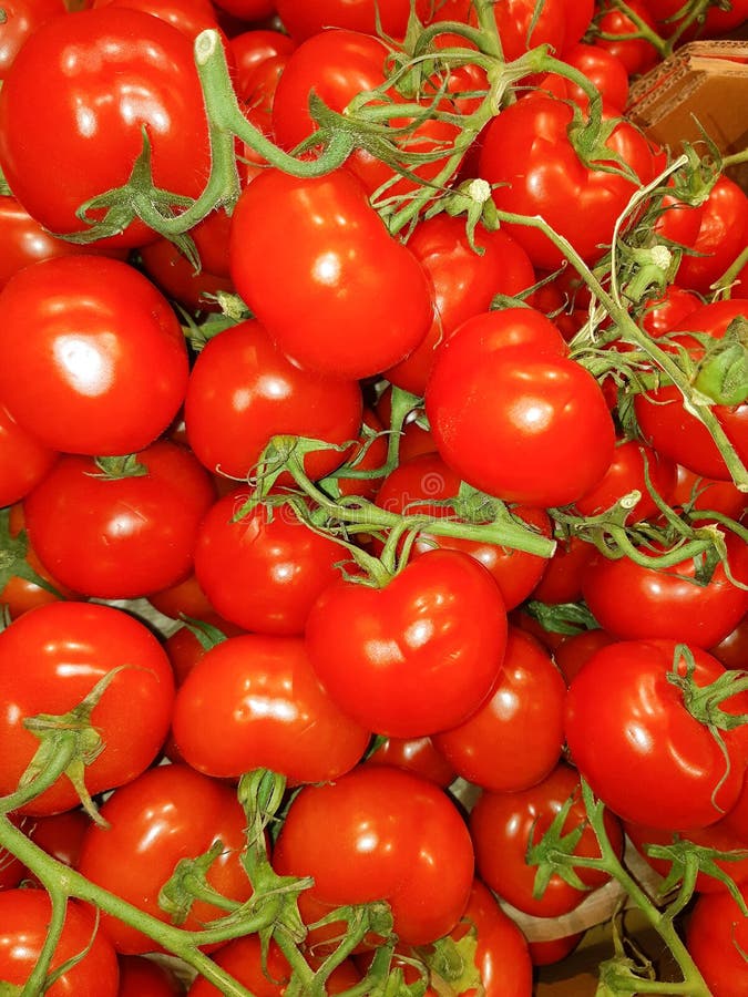 Tomatoes in nature stock photo. Image of good, tomatoes - 102453664