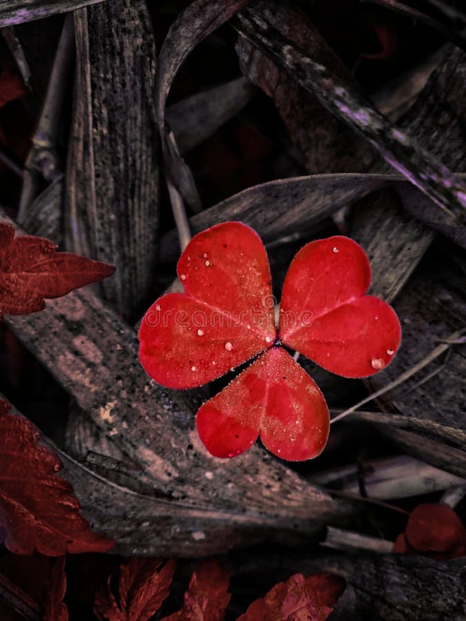 A Little Red Color Plant in the Garden Stock Photo - Image of plant ...