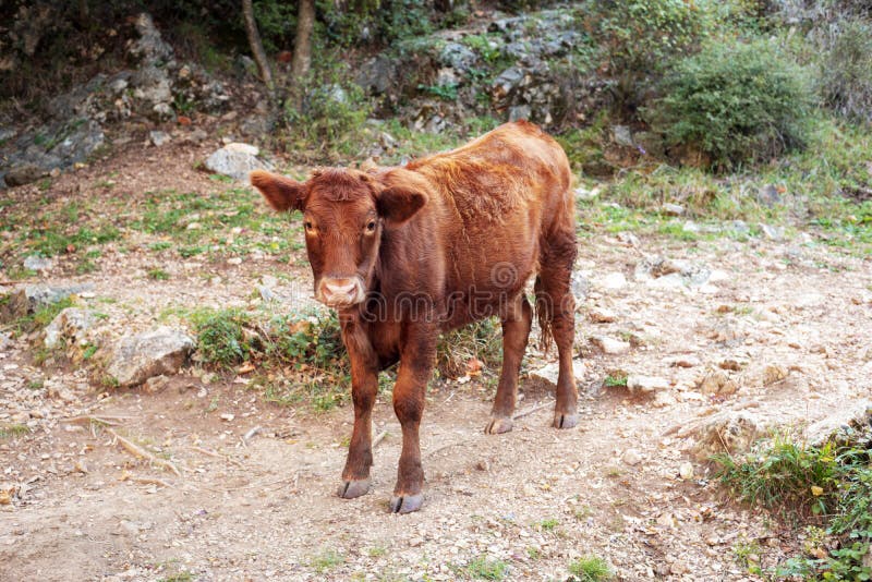 Little Red Cow Graze in the Forest Stock Image - Image of meadow, field ...