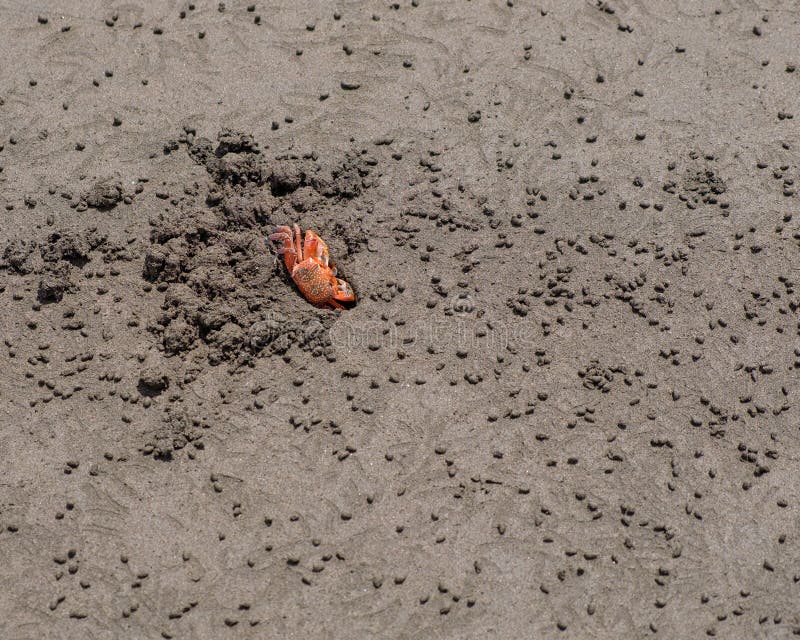 Red Crab Digging a Hole in the Sand Stock Photo - Image of ocean, water ...