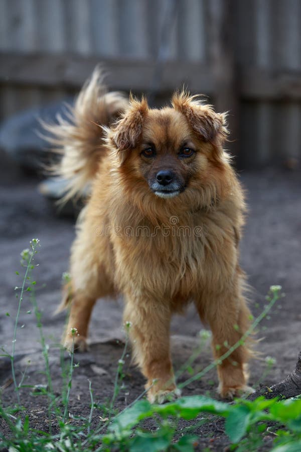Little red dog stock image. Image of redheaded, pedigree - 191621409