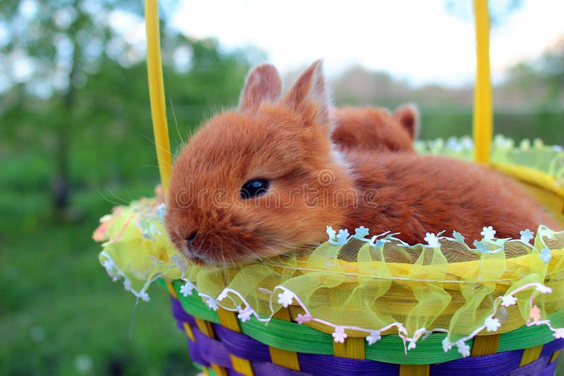 Little Red Easter Bunny in a Basket on Green Lawn Stock Image - Image ...