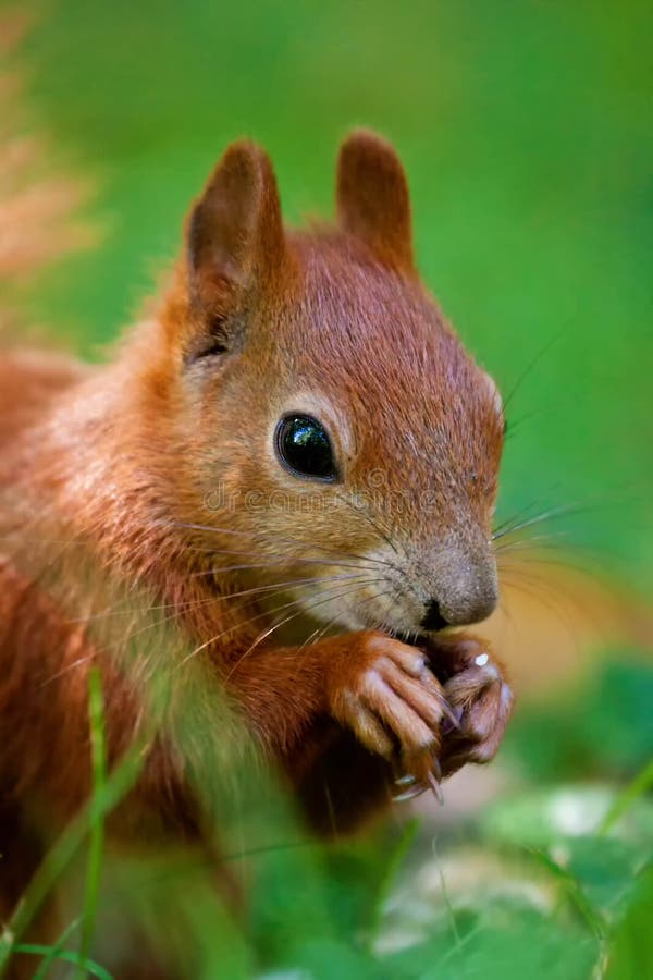 Eurasian Red Squirrel Sciurus Vulgaris Looks Outside a Hollow on a Tree ...