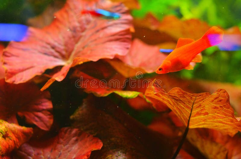 Little Red Fish on the Background of Red Algae Stock Image - Image of ...