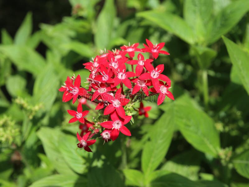 Little red flower stock image. Image of garden, nature - 199179615