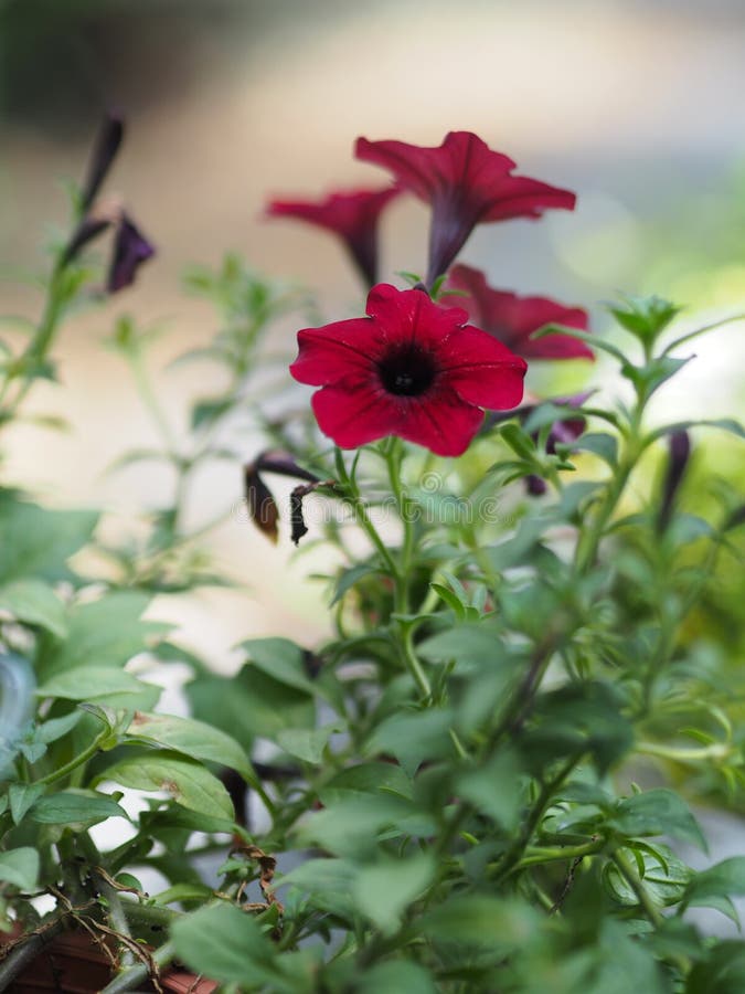 Little red flower stock image. Image of bouquet, leave - 128831195