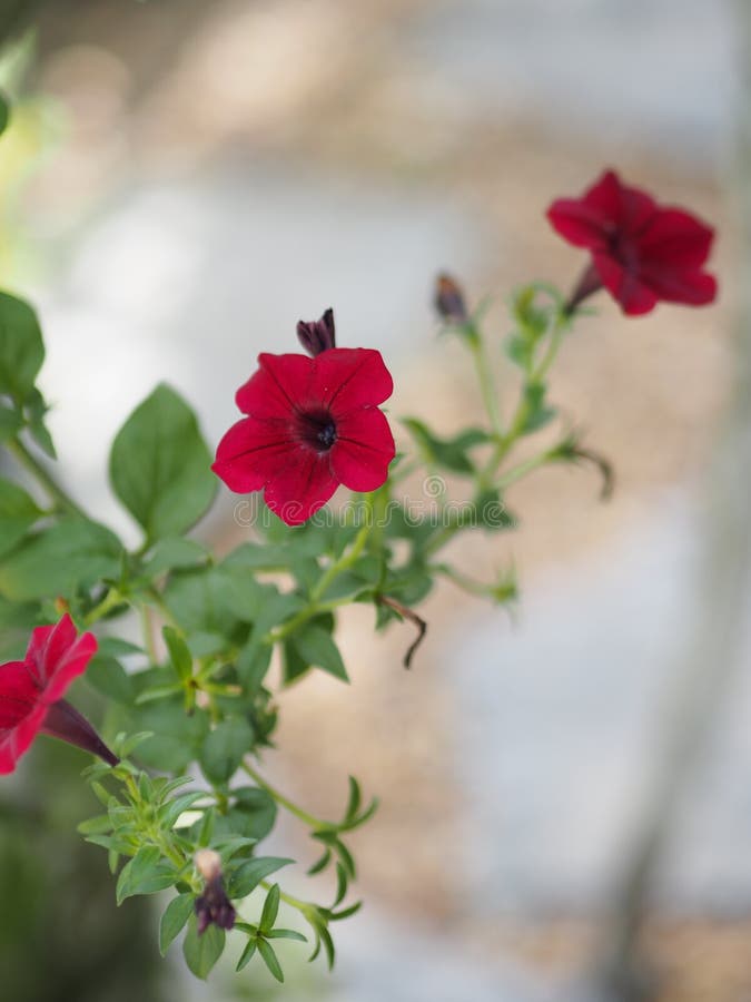 Little red flower stock photo. Image of nature, beauty - 128831146