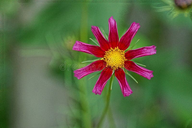 Little Red Flower on a Green Background Stock Photo - Image of fresh ...
