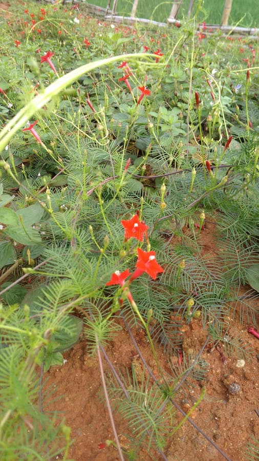 Little Red Flower on the Ground, Plant, Stock Photo - Image of plant ...