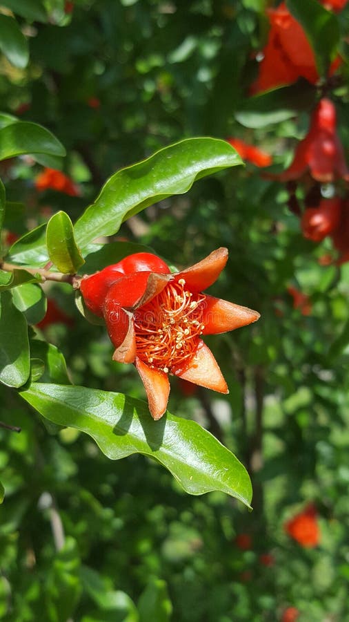 Little Red Flower stock image. Image of shrub, plant - 251036183