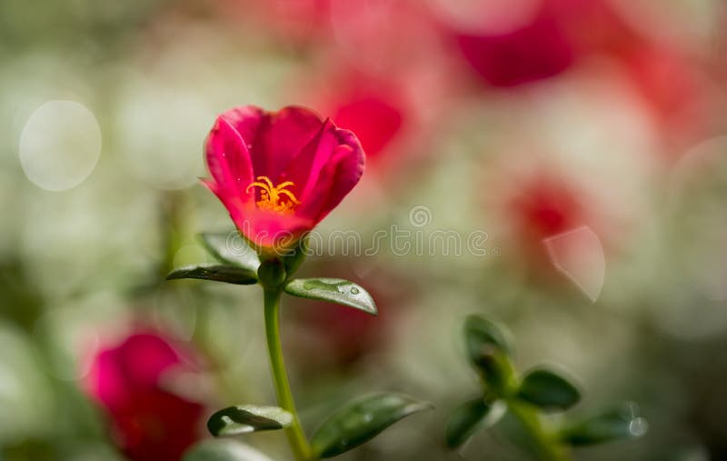 Little red flower stock photo. Image of garden, beauty - 55372534