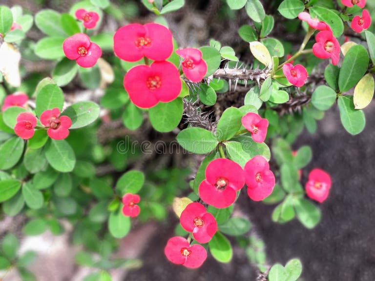 Little Red flower stock photo. Image of thorns, sharp - 369836992