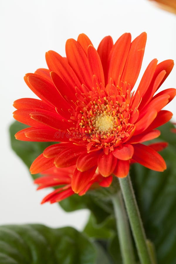 Little red flowers stock photo. Image of colored, foliage - 12712484