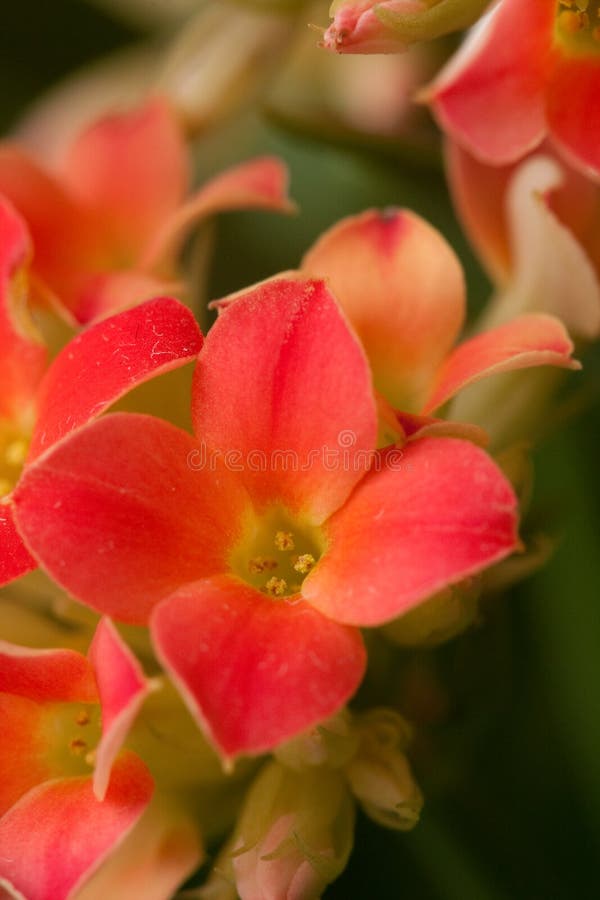 Little red flowers stock image. Image of white, season - 12924235
